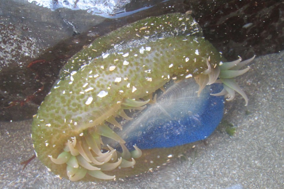 Anemone eating Velella velella – Mendonoma Sightings