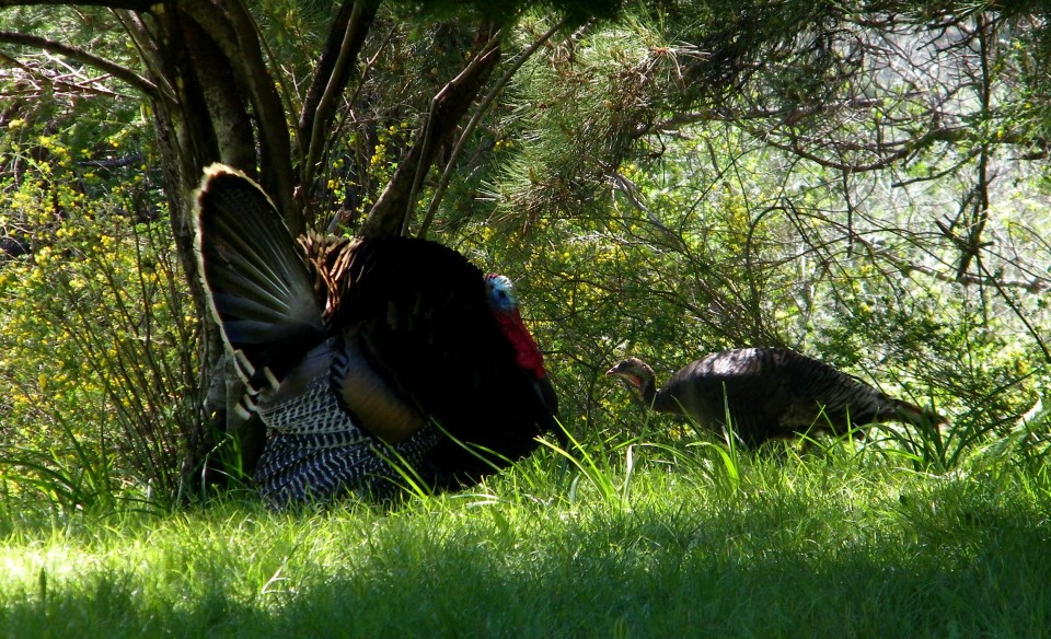 wild turkey – Mendonoma Sightings