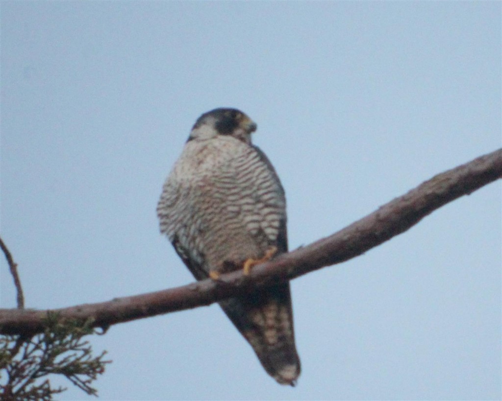Zak Rudy photographed two beautiful birds of prey! – Mendonoma Sightings