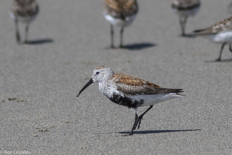 A Dunlin, as photographed by Ron LeValley – Mendonoma Sightings