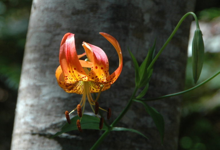 Leopard lilies are a burst of color here on the Mendonoma Coast ...