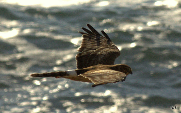 A wonderful photo of a Northern Harrier. – Mendonoma Sightings