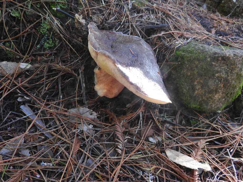 edible mushrooms – Mendonoma Sightings