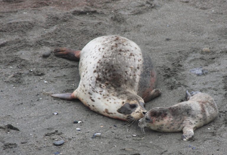 More Harbor Seal pups are appearing. – Mendonoma Sightings