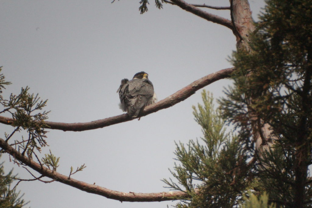 A Peregrine Falcon waiting for his mate – Zak Rudy took a wonderful ...