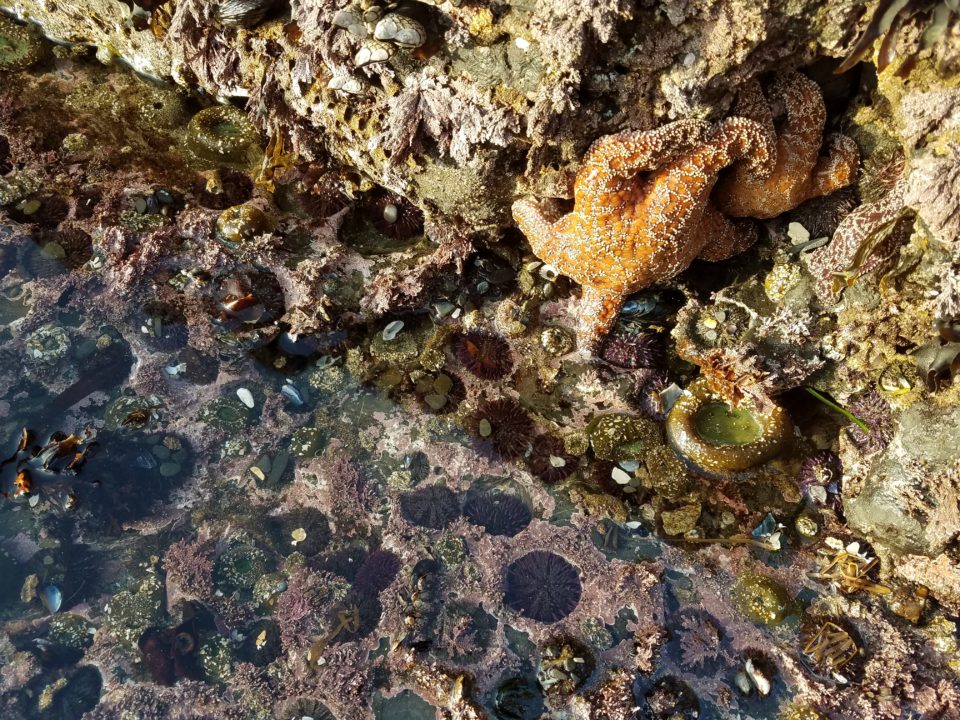 Sea Stars are making a comeback! – Mendonoma Sightings