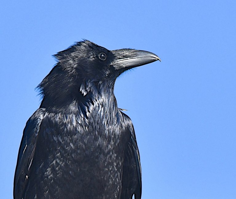 The beauty of a Common Raven. – Mendonoma Sightings
