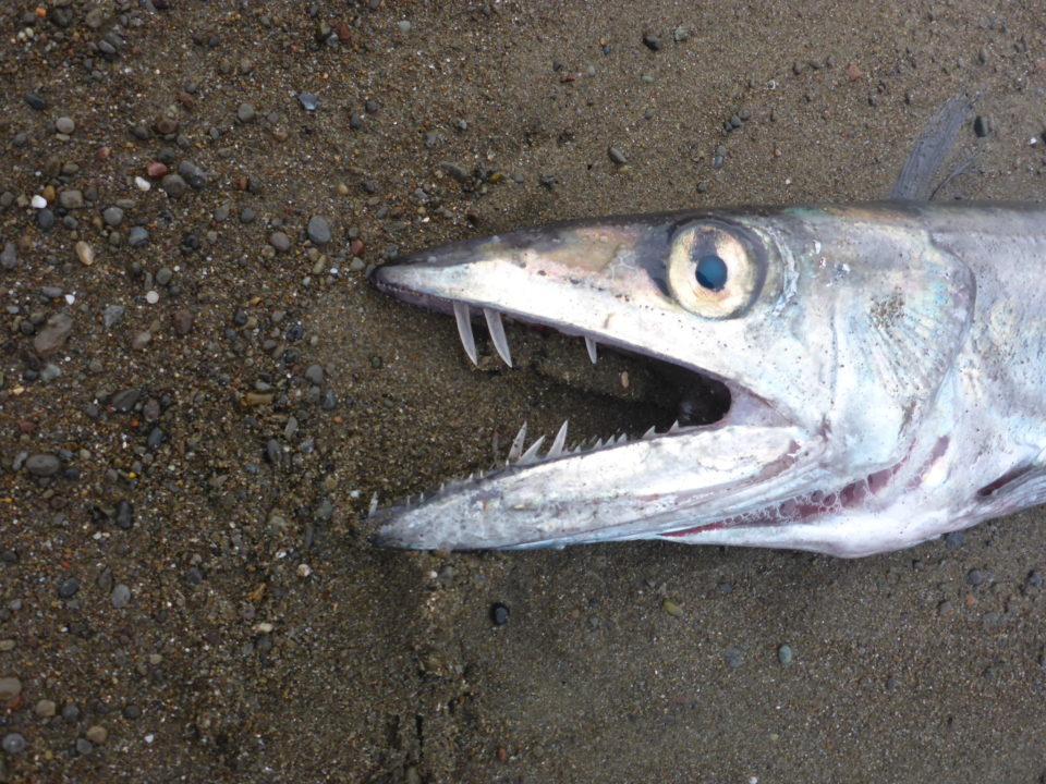 Here’s a strange sighting – a Long-nosed Lancetfish. – Mendonoma Sightings