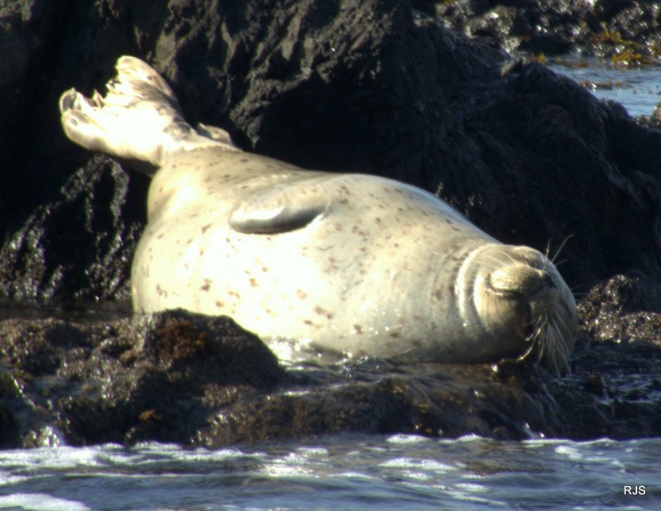 Harbor Seals balancing in the surf at the Gualala River. – Mendonoma ...