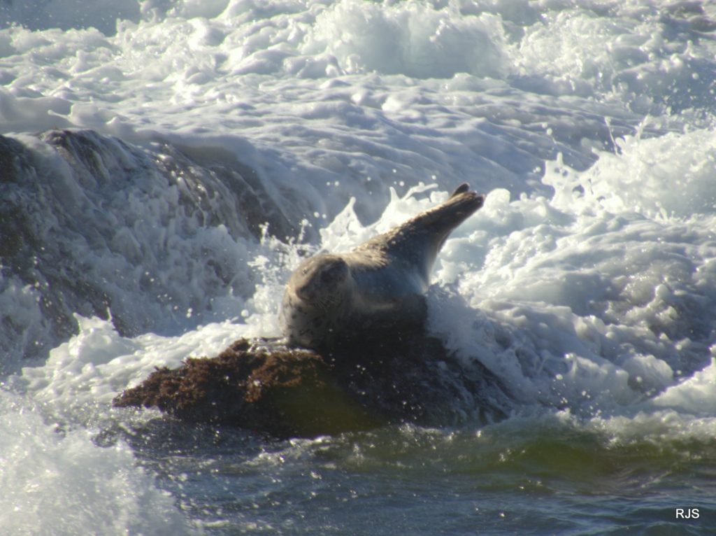 Harbor Seals balancing in the surf at the Gualala River. – Mendonoma ...