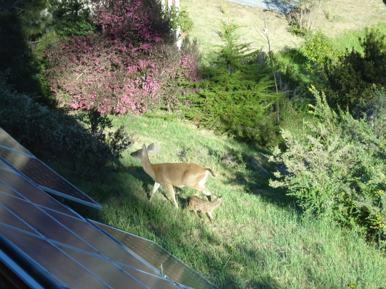 A Fawn asleep, left alone by his/her mother…for a while. Not to worry ...