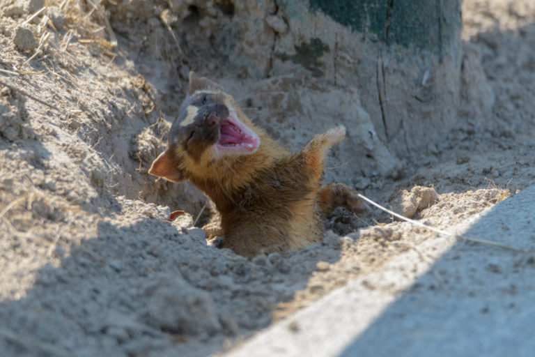 Long-tailed Weasels are ferocious little hunters…but they sure look ...