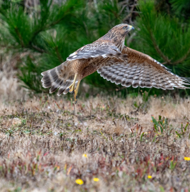A young Red-shouldered Hawk, as photographed by Paul Brewer ...