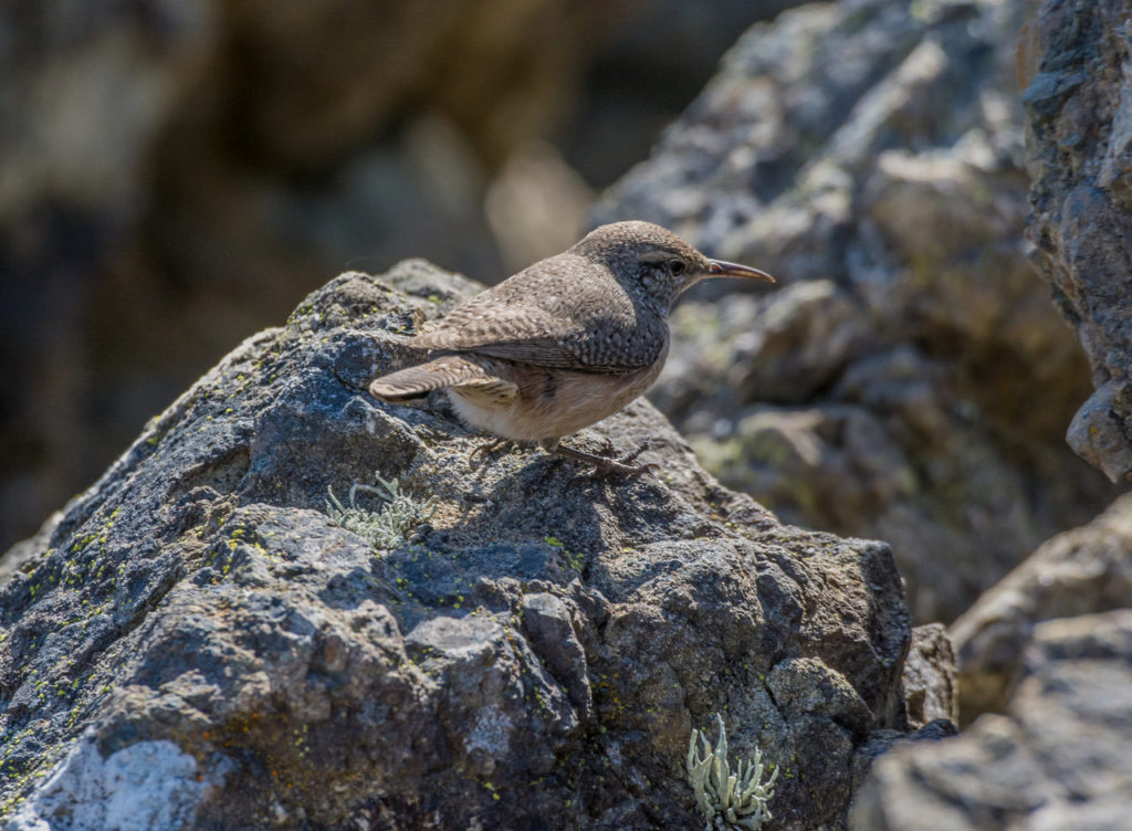 A rare sighting of a Rock Wren. – Mendonoma Sightings