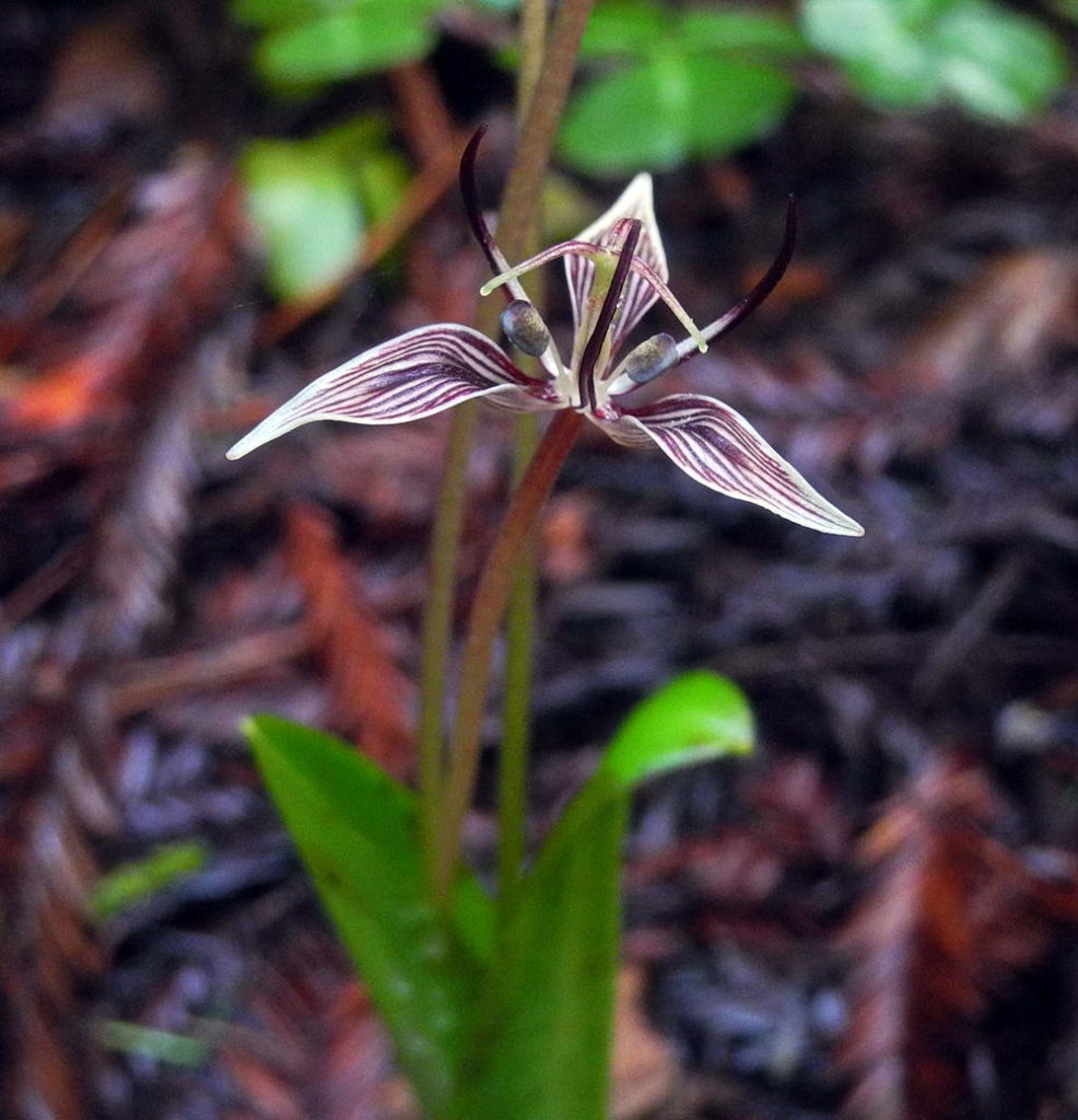 Finding winter-blooming wildflowers is a treat! – Mendonoma Sightings