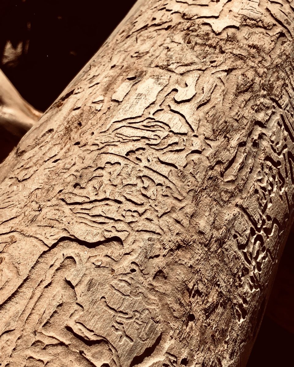 Wood borers created a beautiful piece of art. – Mendonoma Sightings