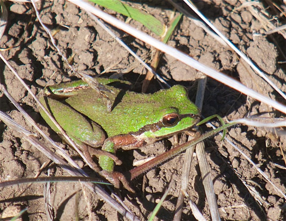 Can you spot the tiny Sierran Treefrog? – Mendonoma Sightings