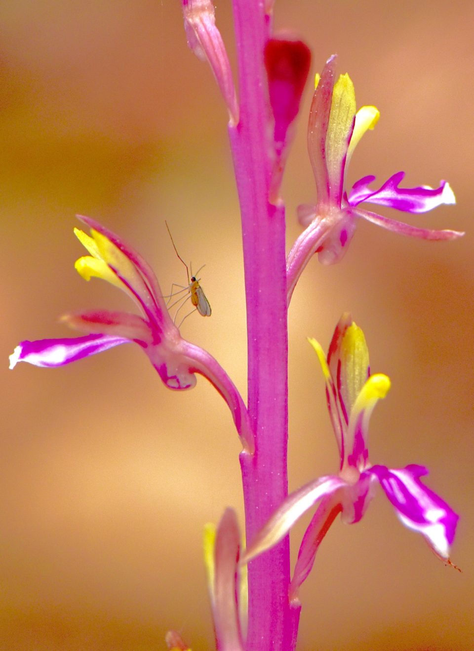 Dipteran – Mendonoma Sightings