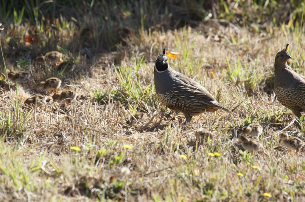 California Quail chicks, as photographed by Jim Garlock. – Mendonoma ...