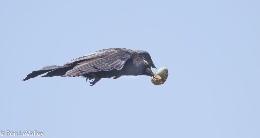 Ravens stealing eggs of seabirds – Mendonoma Sightings