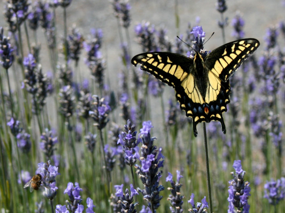 The warm weather brings sightings of butterflies. – Mendonoma Sightings
