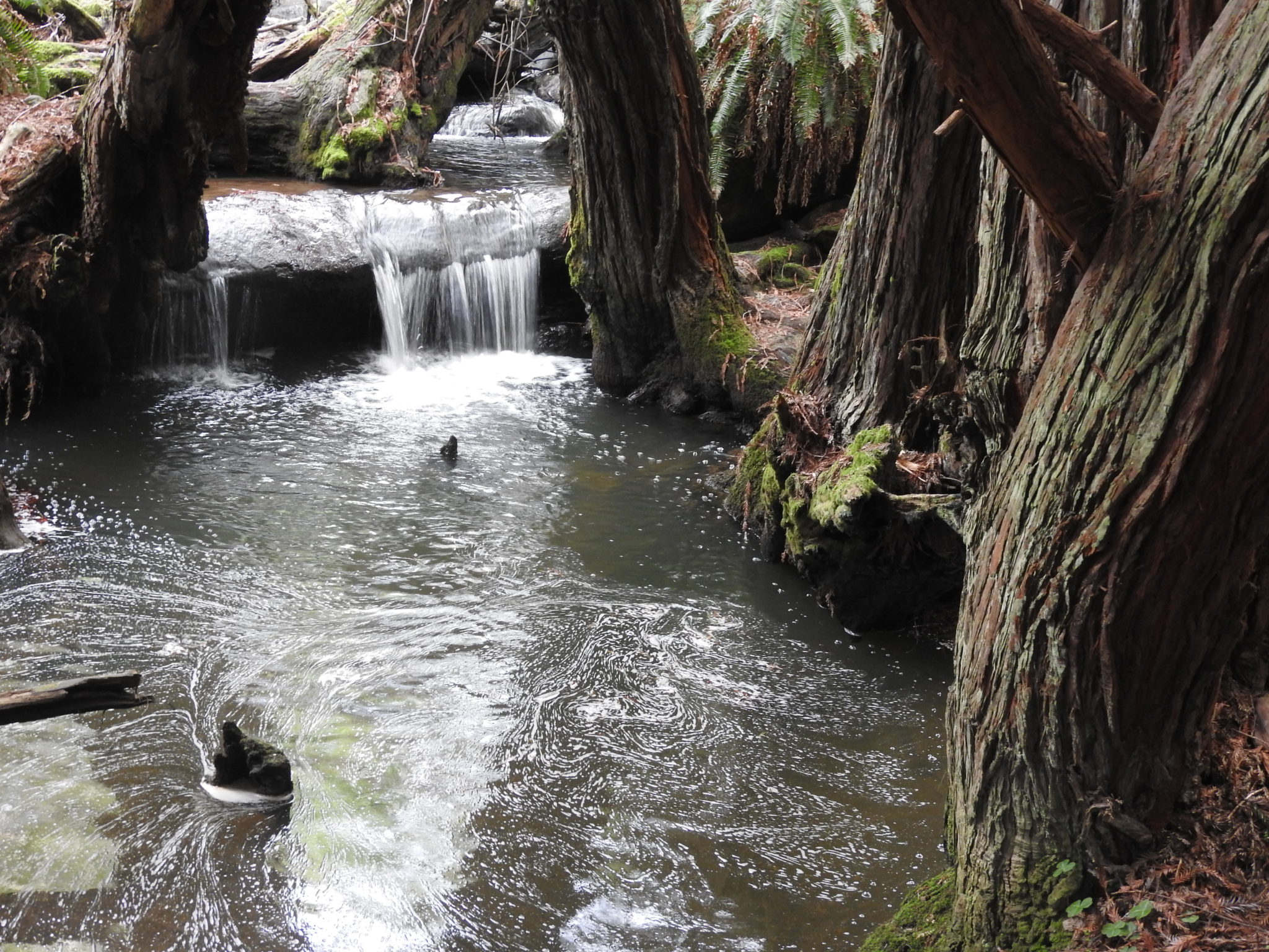 With the rain, the cascades at Salal Creek are beautiful. – Mendonoma ...