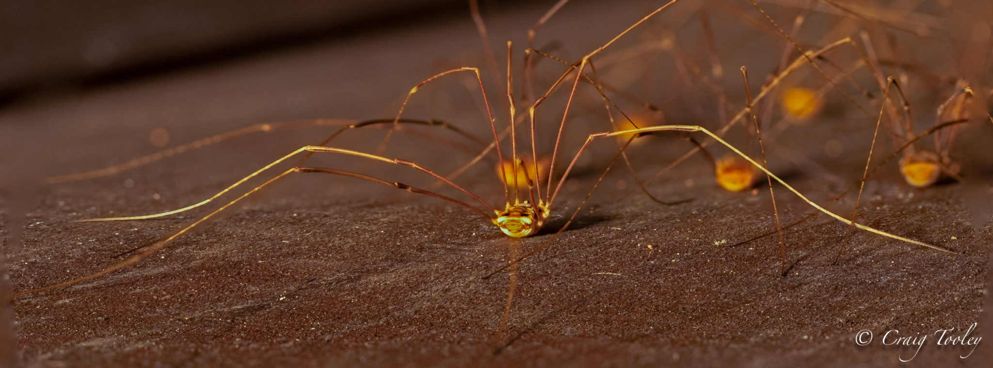 Daddy long-legs – Mendonoma Sightings