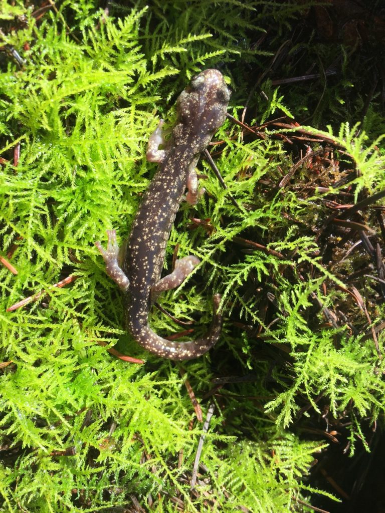 Wandering Salamander – Mendonoma Sightings