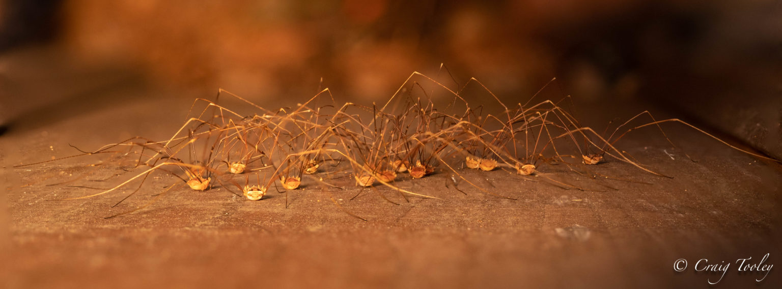 Daddy long-legs – Mendonoma Sightings