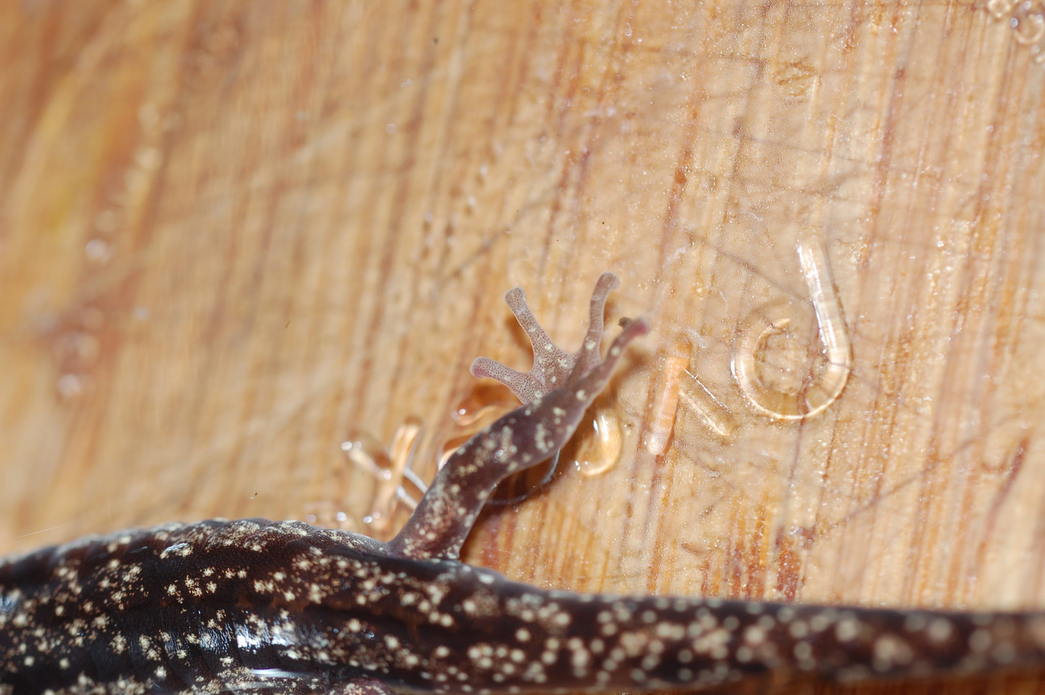 Wandering Salamander – Mendonoma Sightings