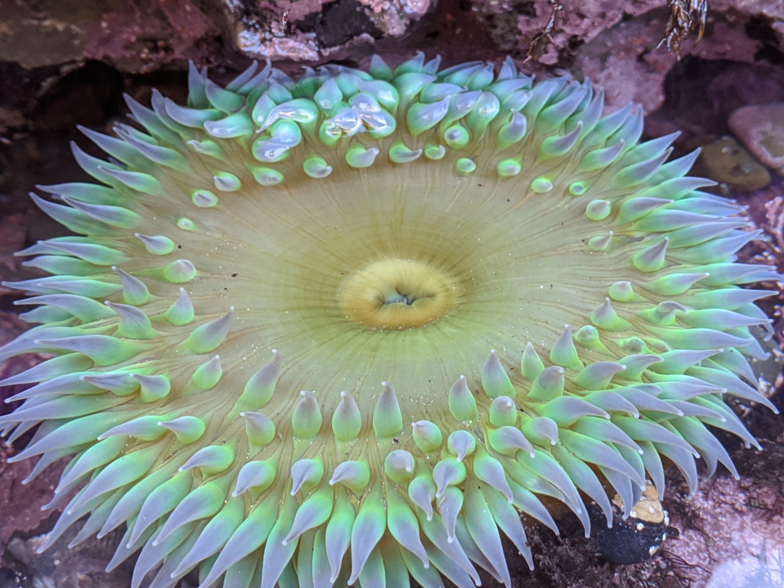 Sea Anemone – Mendonoma Sightings