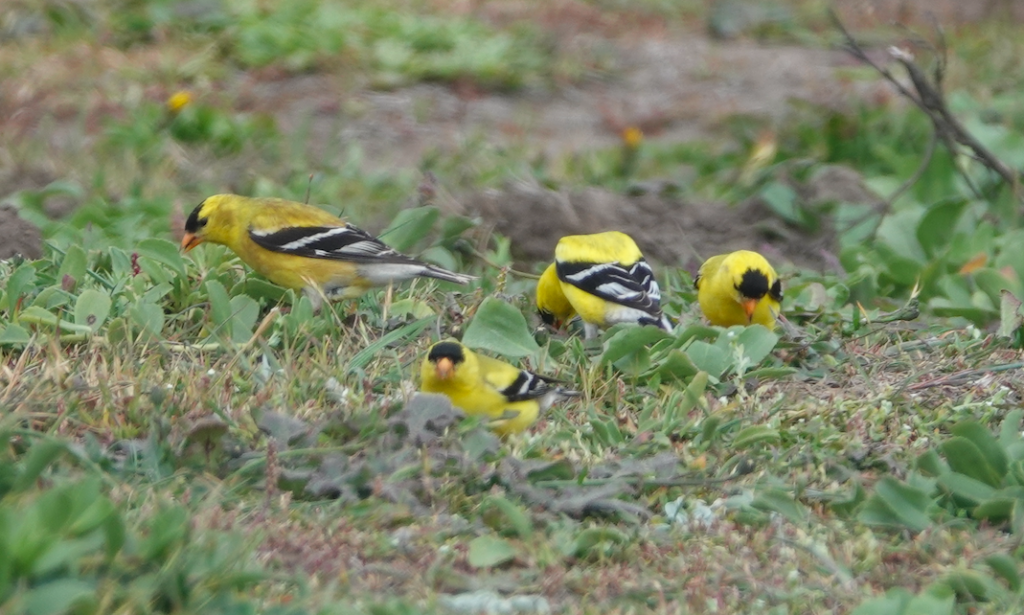 American Goldfinches are a treat to see! – Mendonoma Sightings