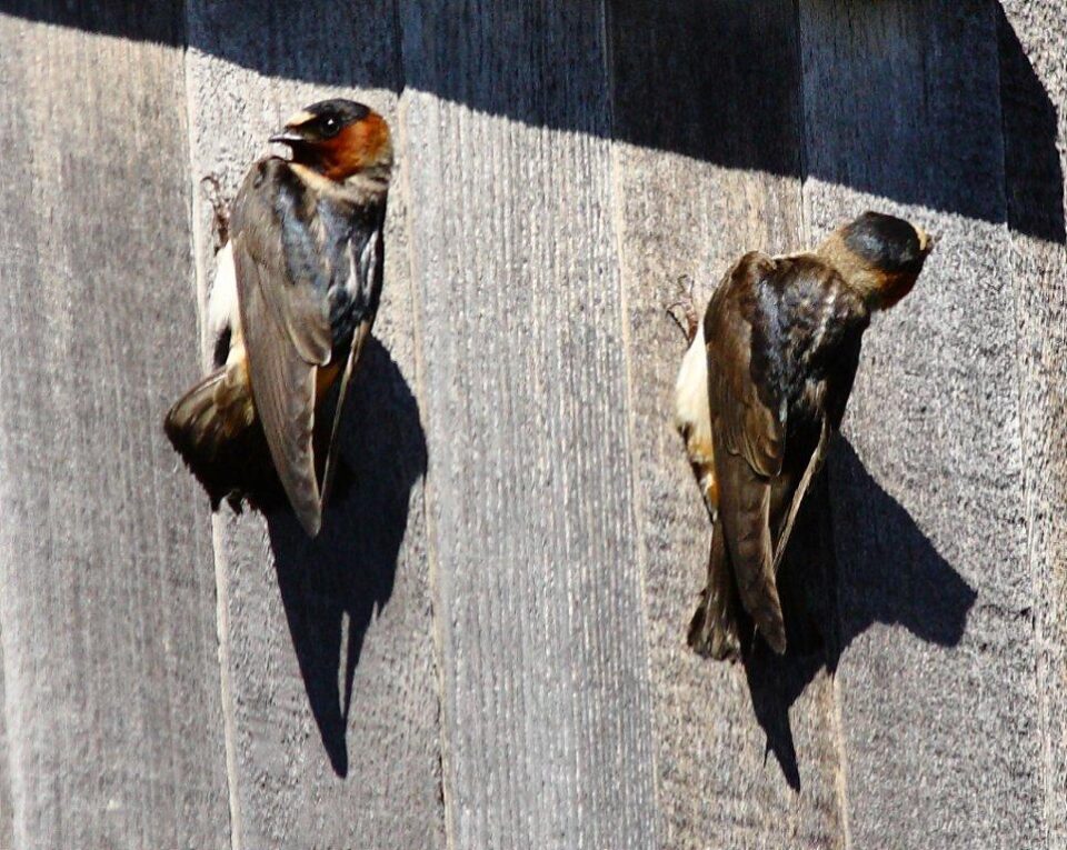 Cliff Swallows – Mendonoma Sightings