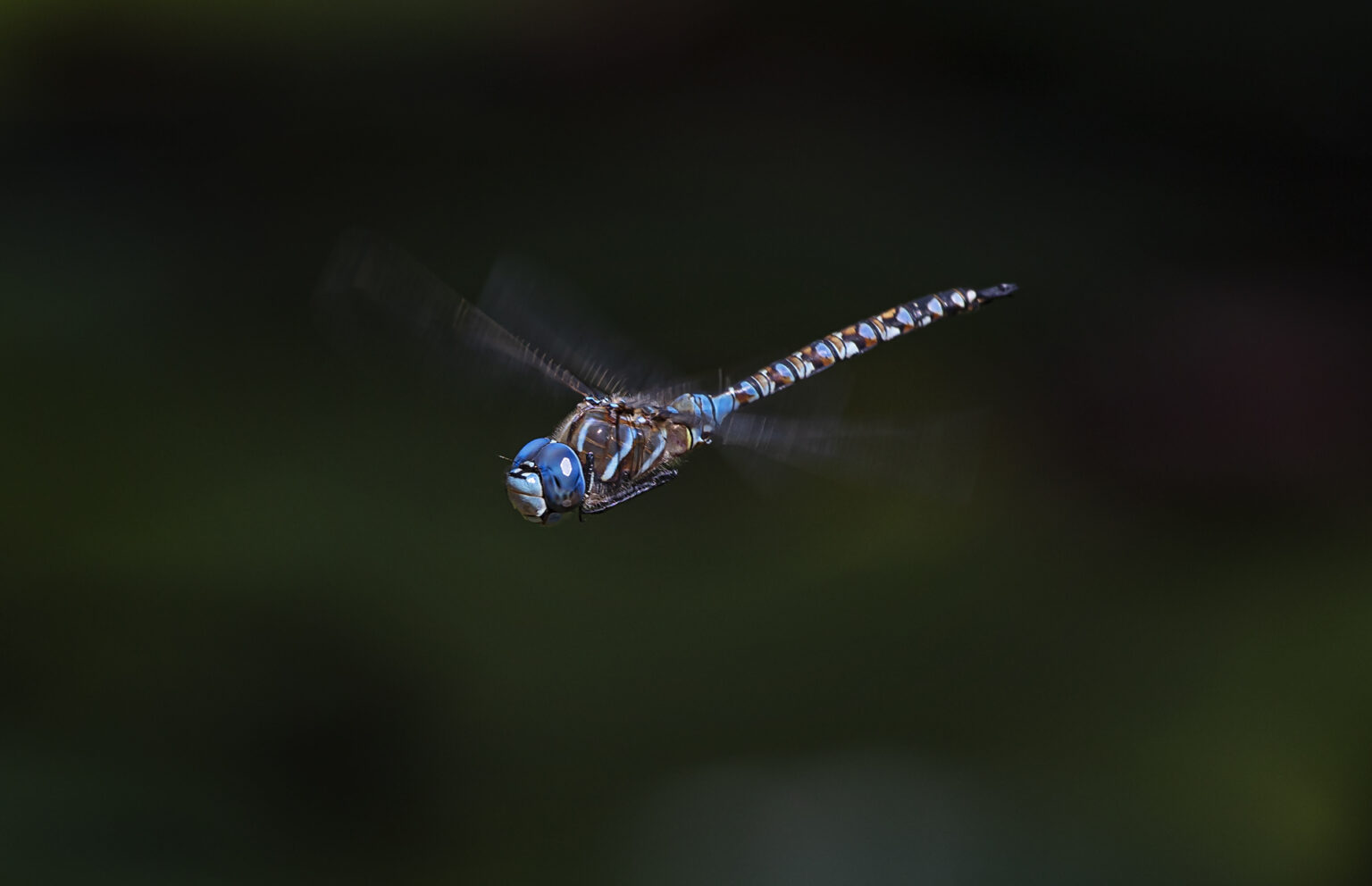 A Blue-eyed Darner Dragonfly, as photographed by Ron Bolander ...