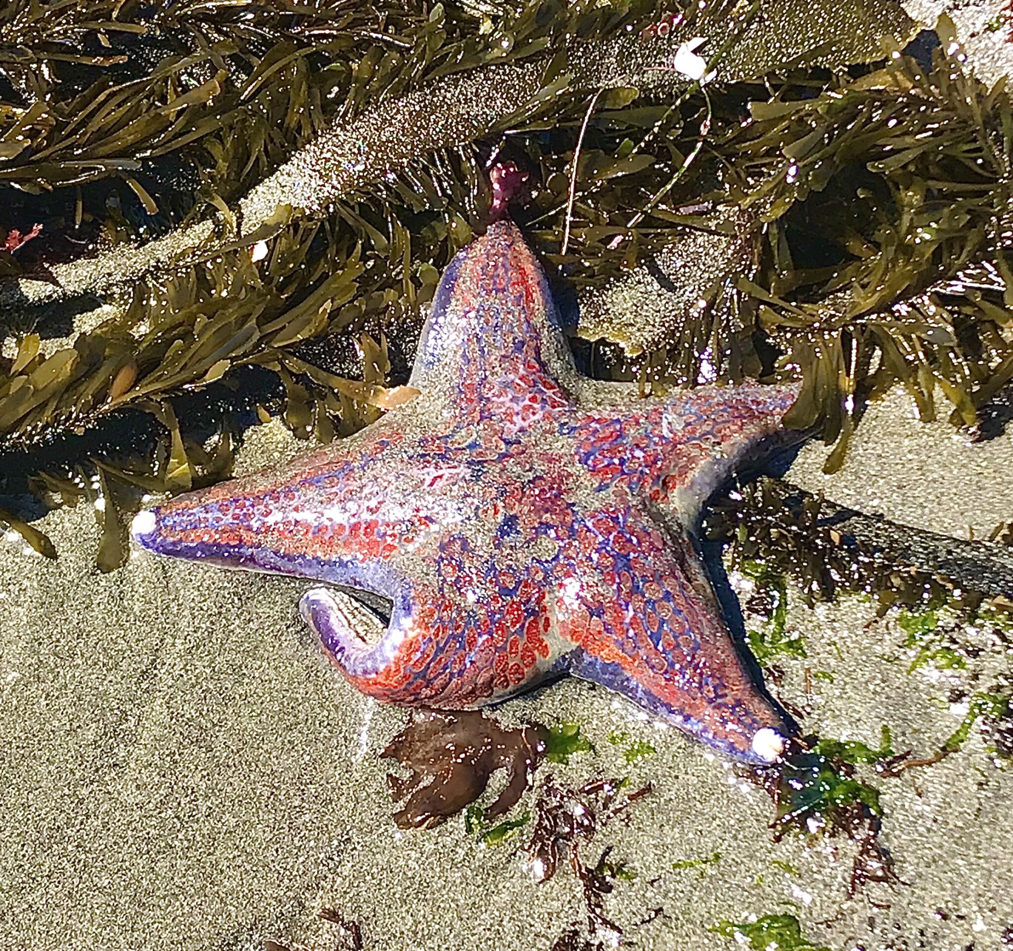 A Leather Sea Star – look at all the colors! – Mendonoma Sightings