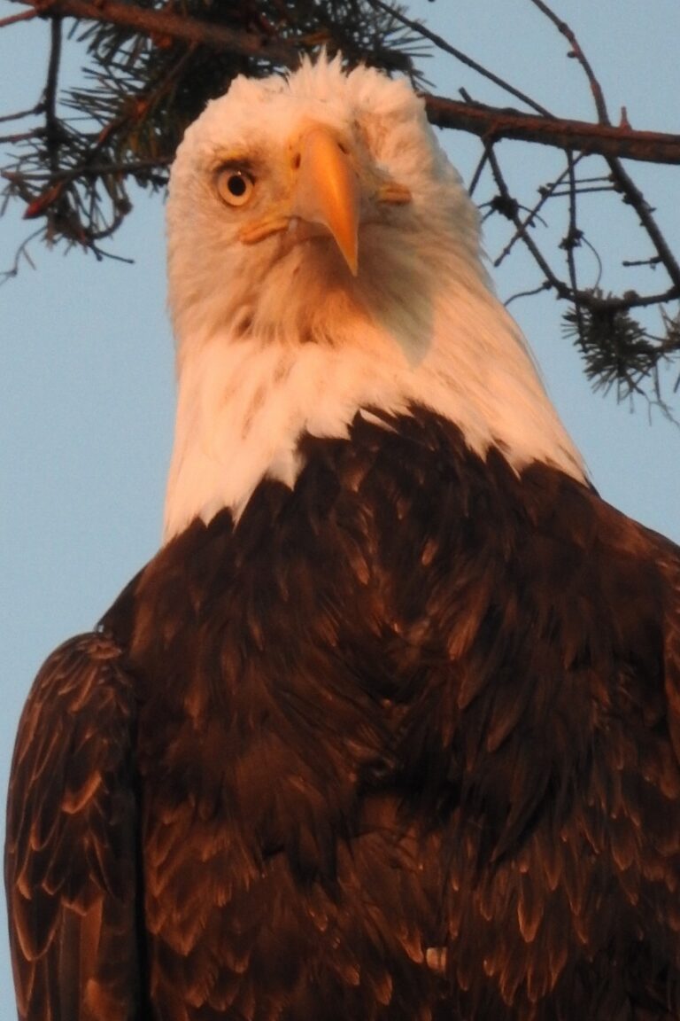 Bald Eagle missing left eye – Mendonoma Sightings