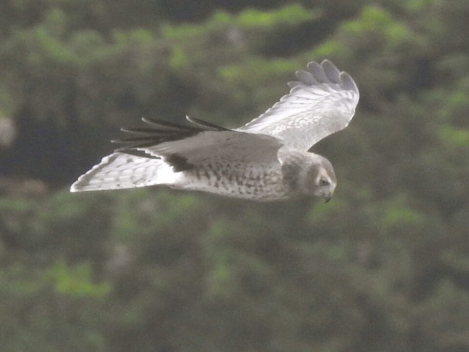 A male Northern Harrier, as photographed by Eric Zetterholm ...