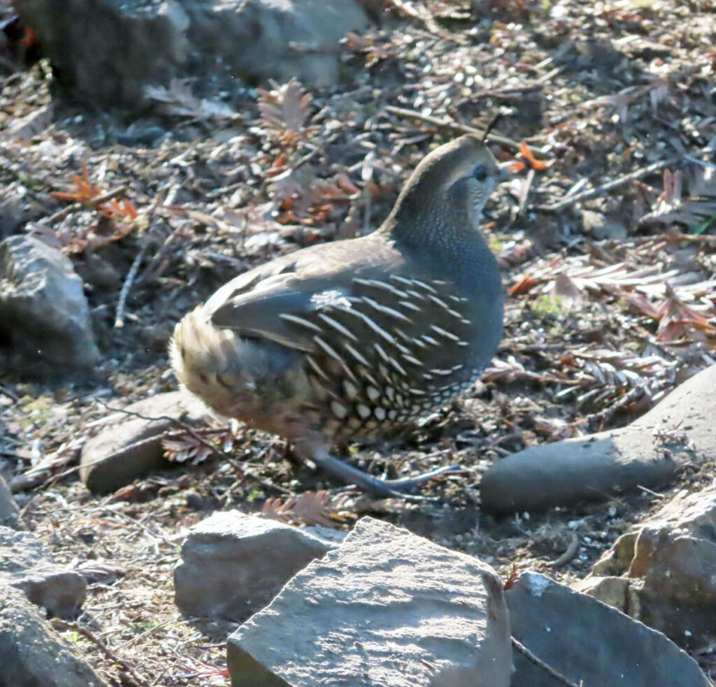 California Quail – Mendonoma Sightings