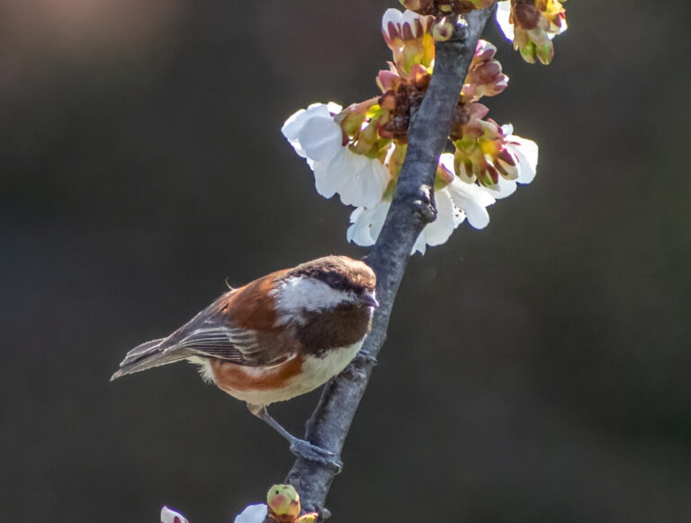 A Chestnut-backed Chickadee is singing for a mate – ah, love is in the ...