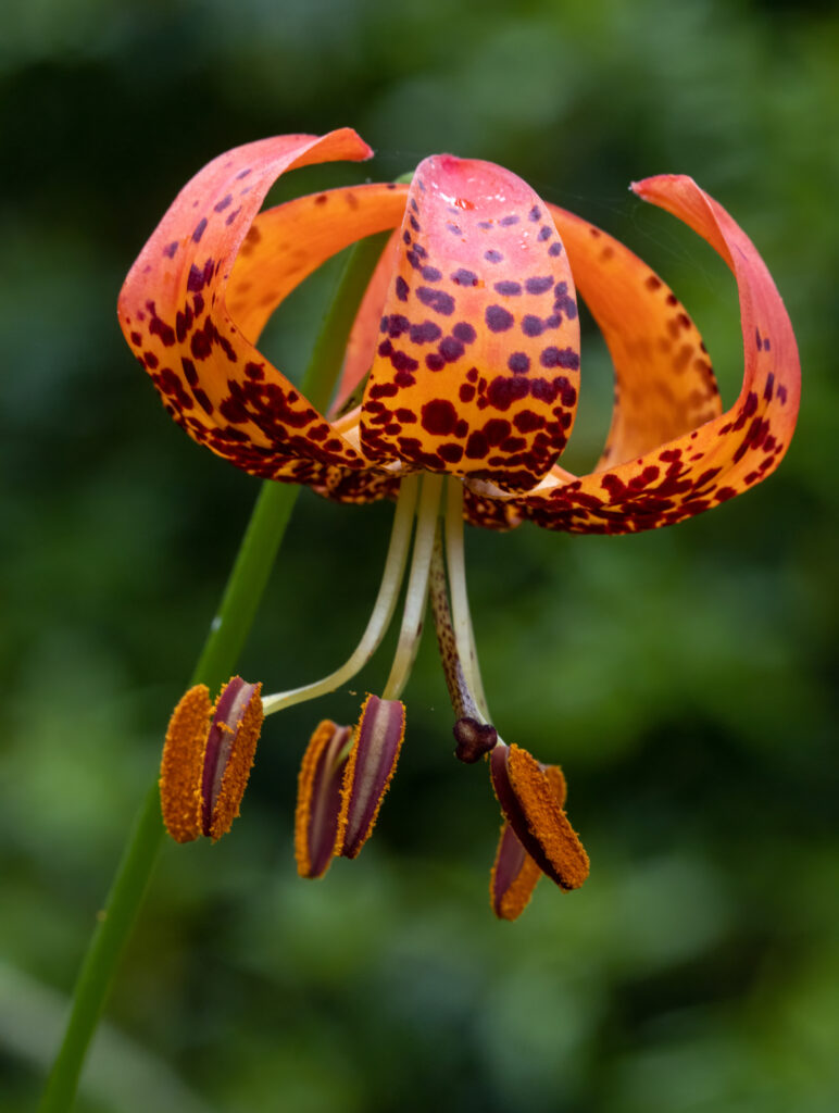Mendonoma Sightings – Nature sightings on the Sonoma/Mendocino Coast