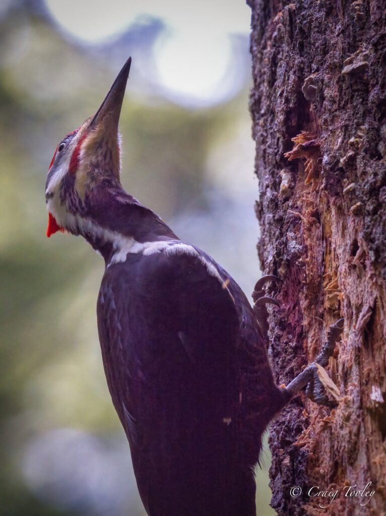 Mendonoma Sightings – Nature sightings on the Sonoma/Mendocino Coast
