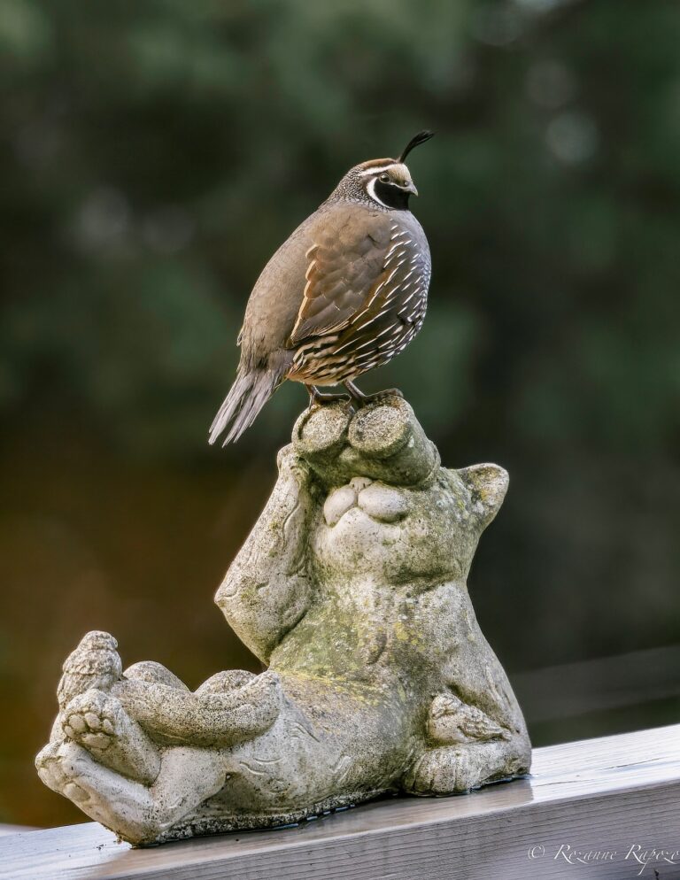A fun photo of a California Quail, as photographed by Rozanne Rapozo ...