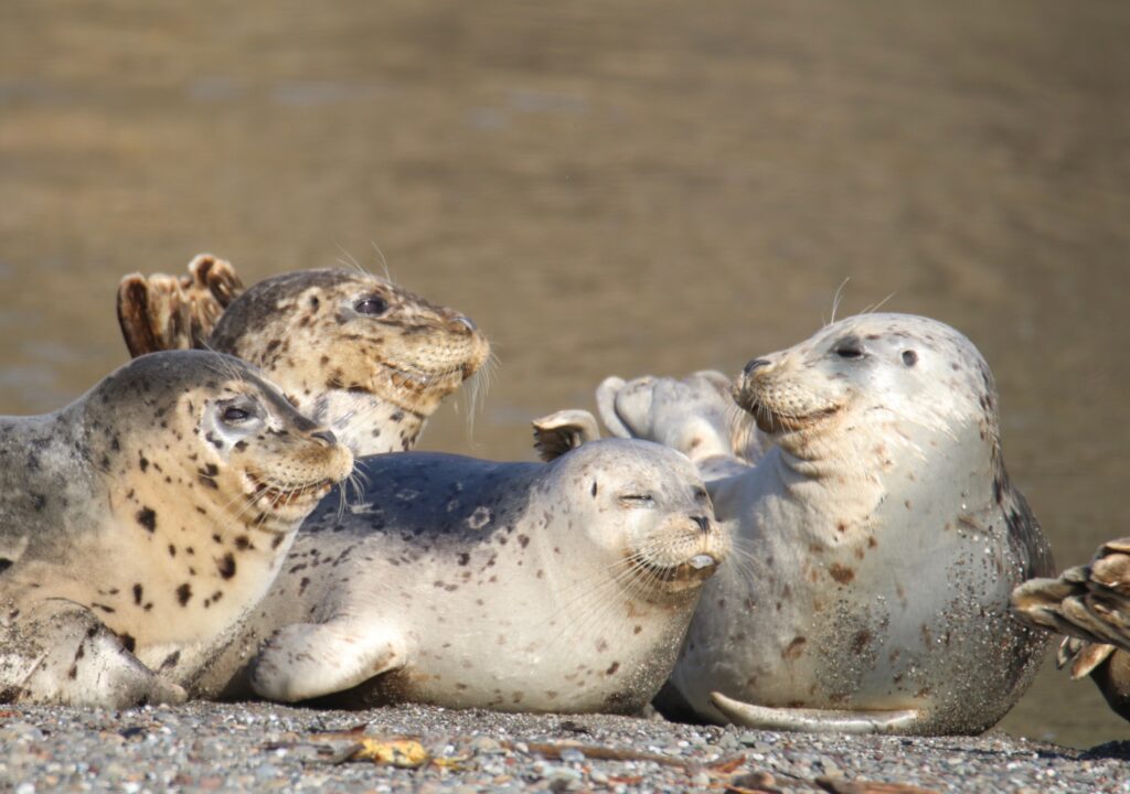 Harbor Seals – Mendonoma Sightings