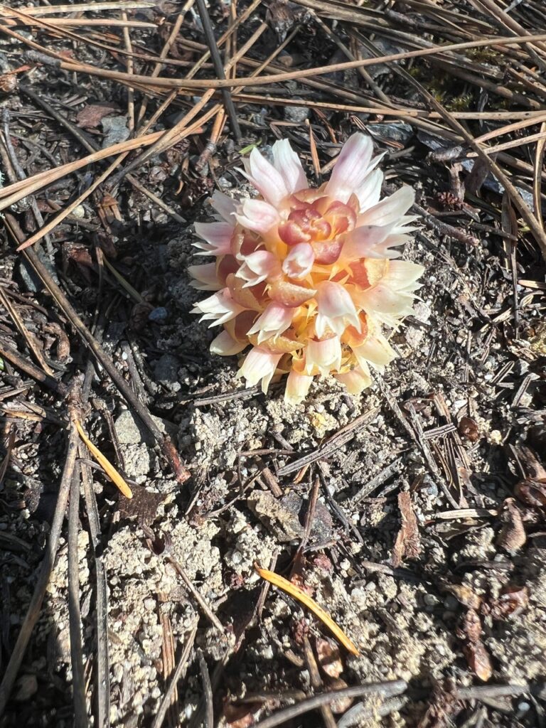 A very rare plant is blooming now – a Small Ground-Cone, Kopsiopsis ...