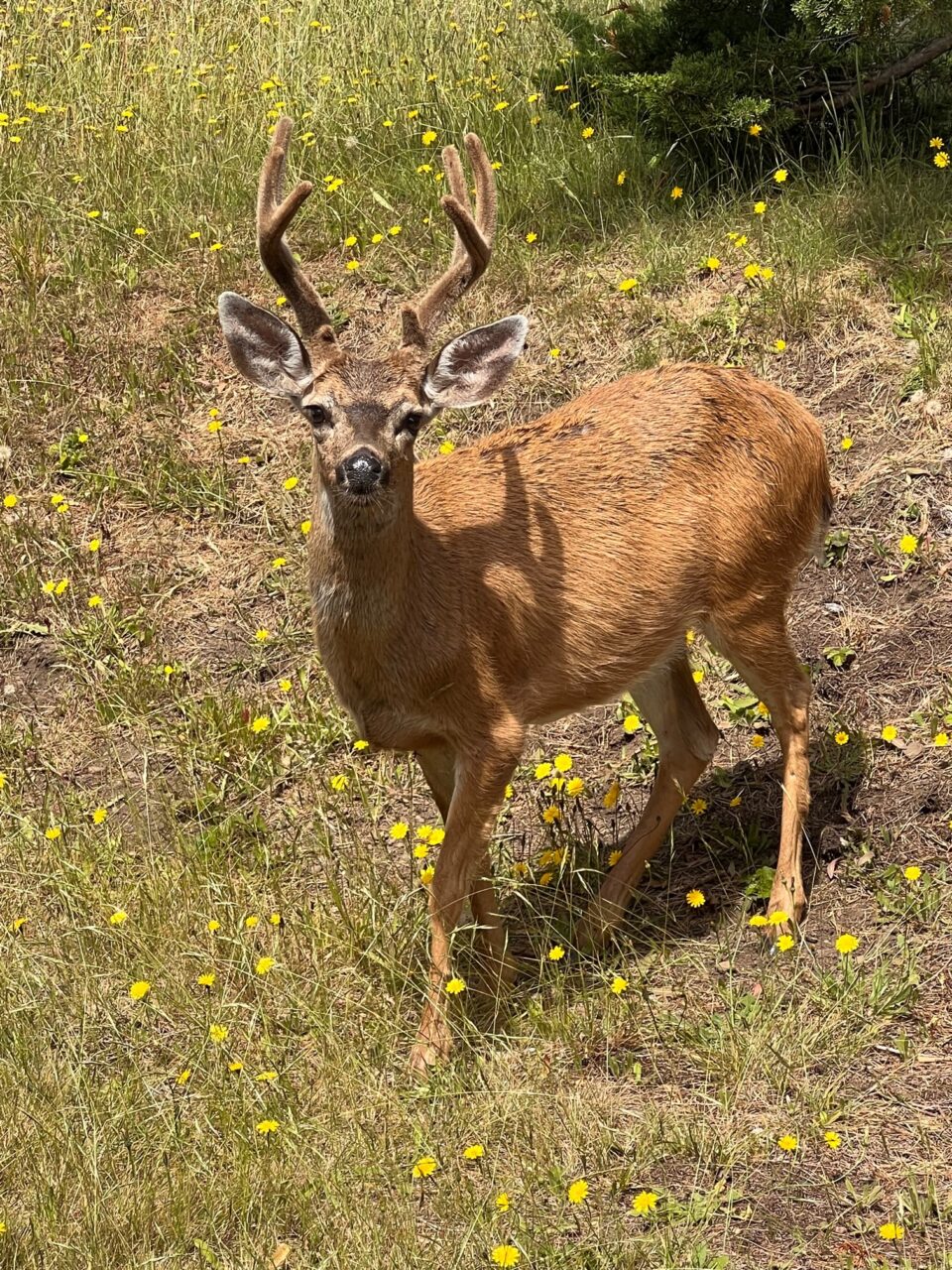 Bucks are arriving early this year. Look at this handsome fellow, as ...