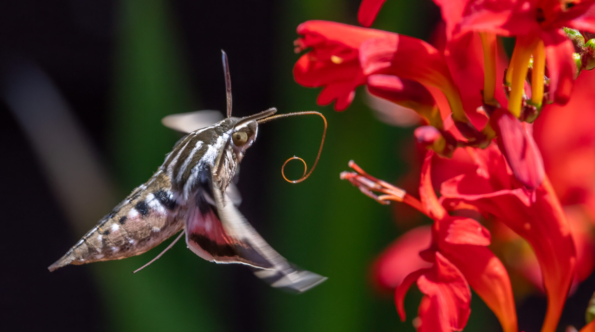 Mendonoma Sightings – Page 4 – Nature sightings on the Sonoma/Mendocino ...