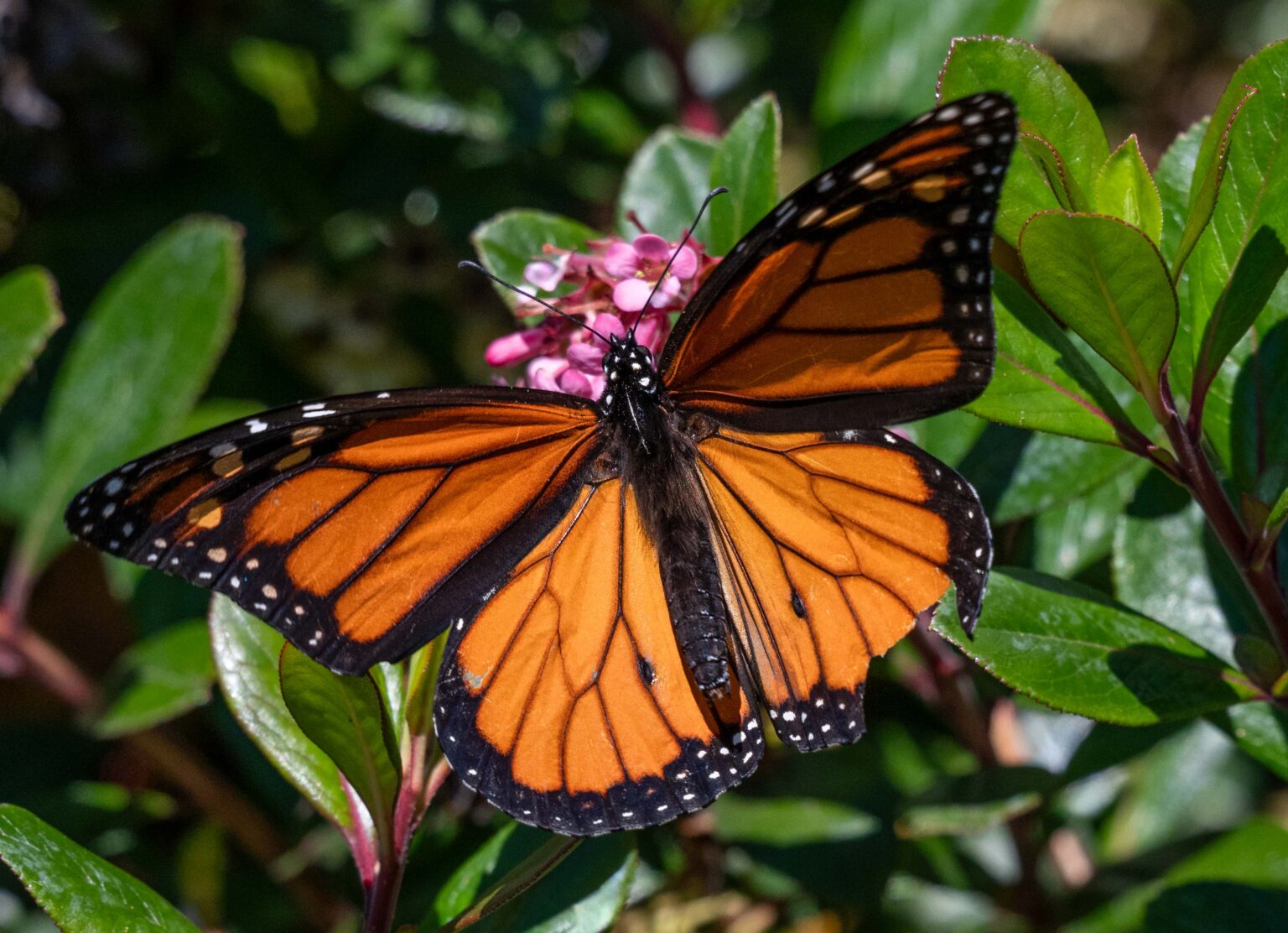 Mendonoma Sightings – Page 4 – Nature sightings on the Sonoma/Mendocino ...