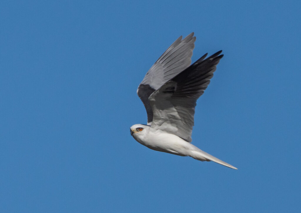A White-tailed Kite family, as photographed by Michael Reinhart ...