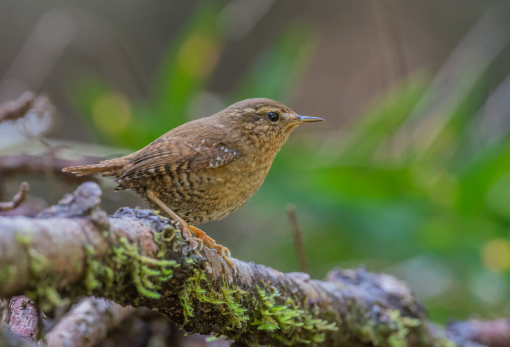 Mendonoma Sightings – Nature sightings on the Sonoma/Mendocino Coast