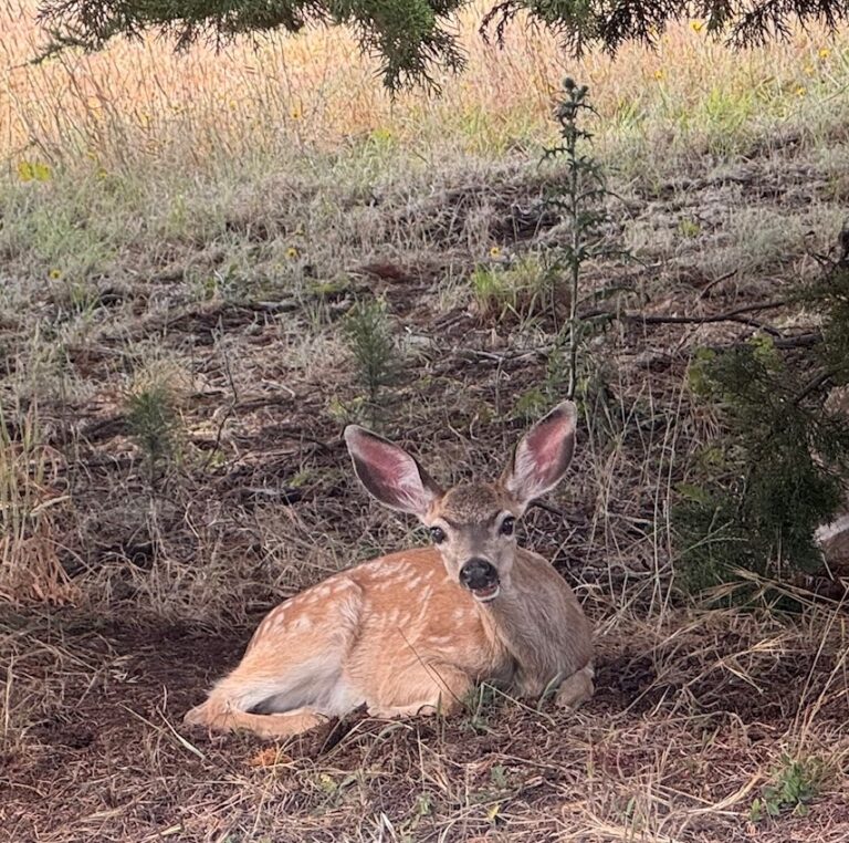 Robert Goldberg found a fawn with very big ears! – Mendonoma Sightings